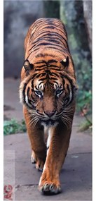 Fototapeta vliesová jednodílná Tygr