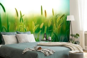 Fototapeta stébla trávy - 150x100 cm