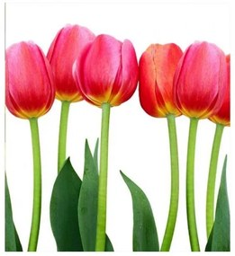 DIMEX | Vliesová fototapeta na zeď Tulipány MS-3-0126 | 225 x 250 cm | zelená, červená, bílá