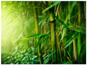 Fototapeta - Džungle - bambus 200x154 + zdarma lepidlo