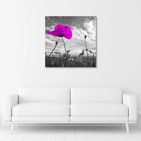 Obraz na plátně Květiny Fialové máky na louce - 50x50 cm