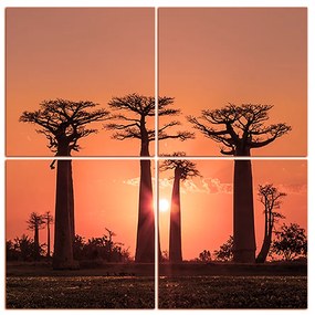 Obraz na plátně - Baobaby při západu slunce - čtverec... 305FD (60x60 cm)