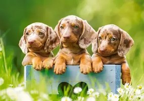 Castorland 53585 Roztomilí jezevčíci / 500 dílků / od 9 let