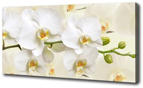 Wallmuralia Foto obraz na plátně Orchidej 100x50