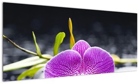 Květ orchideje - obraz (100x40cm)