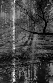 Obraz lesní úsvit černobílý Velikost (šířka x výška): 200x90 cm