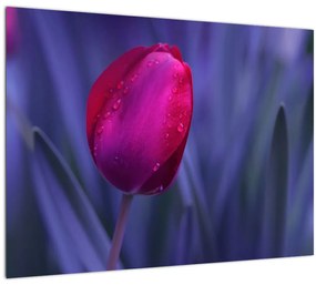 Skleněný obraz poupěte tulipánu (70x50 cm)