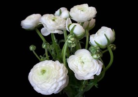 Fototapeta - Kytice květin (254x184 cm)