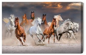 Obraz Koně V Poušti Nedostatek Nedostatek Plátno Canvas 120x80