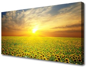 Obraz na plátně Slunce Louka Slunečnice 100x50 cm