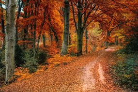 Samolepící fototapeta les v podzimním období - 150x270