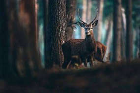 Samolepící fototapeta jelen v lese - 300x200 cm