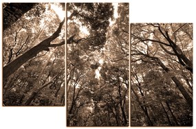 Obraz na plátně - Zelené stromy v lese 1194FD (120x80 cm)