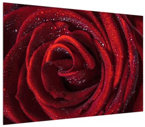 Obraz červené růže (100x70 cm)