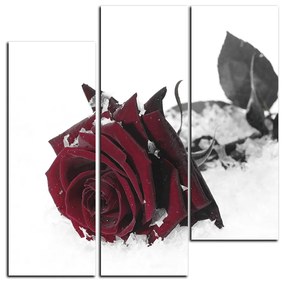 Obraz na plátně -  Růže na sněhu - čtverec 3103FB (75x75 cm)