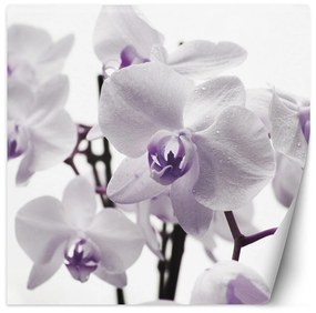 Gario Fototapeta Fialová orchidej s rosou na okvětních lístcích Materiál: Vliesová, Rozměry: 100 x 100 cm