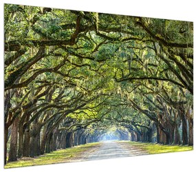 Obraz stromové aleje (100x70 cm)