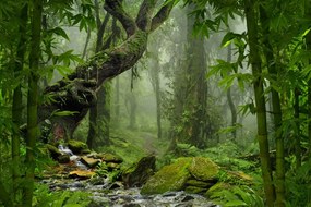 Vícedílný obraz Zeleň Deštného Pralesa Nedostatek Nedostatek Přírodní plátno 180x120