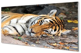 akrylový obraz ležící tygr 140x70 cm