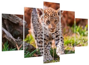 Obraz malého geparda (150x105 cm)