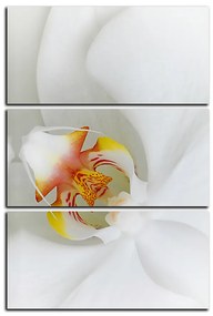 Obraz na plátně - Detailní záběr bílé orchideje - obdélník 7223B (90x60 cm  )