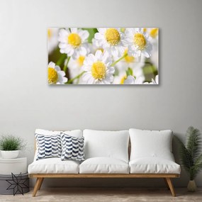 Obraz na skle Květiny Sedmikráska Příroda 140x70 cm