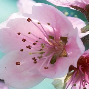 Ozdobný paraván Růžový květ jabloně - 110x170 cm, třídílný, obustranný paraván 360°