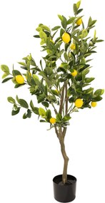Citrónovník Classic v květináči 125 cm
