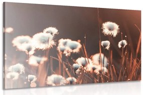 Obraz bavlněná tráva Varianta: 60x40