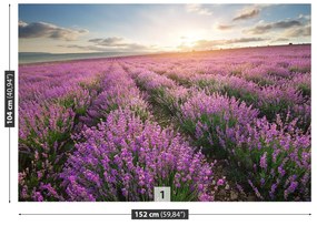 Fototapeta Lavender louka 104x70