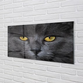 Obraz na skle Černá kočka 100x50 cm