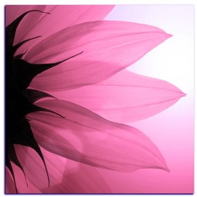 Obraz na plátně - Slunečnice květ - čtverec 3201VA (50x50 cm)