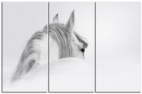 Obraz na plátně - Andaluský kůň v mlze 1219B (90x60 cm  )