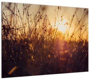 Skleněný obraz pole při západu slunce (70x50 cm)