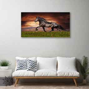 Obraz na plátně Černý Kůň Louka Zvířata 125x50 cm