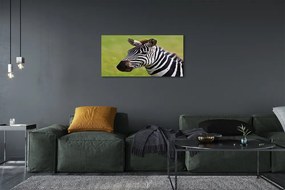 Obrazy na plátně zebra 120x60 cm