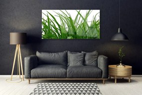 Plexisklo-obraz Tráva Rostlina Příroda 120x60 cm