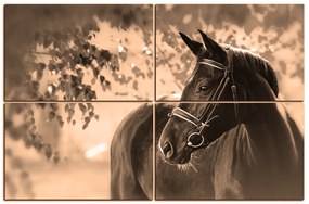 Obraz na plátně - Černý kůň 1220FE (120x80 cm)