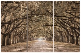 Obraz na plátně - Historické dubové stromy lemované polní cestou 1239FB (135x90 cm)