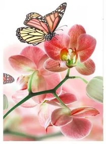DIMEX | Vliesová fototapeta na zeď Motýli a orchideje MS-2-0146  | 150 x 250 cm | bílá, vícebarevná