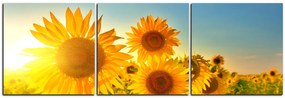 Obraz na plátně - Slunečnice v létě - panoráma 5145B (150x50 cm)