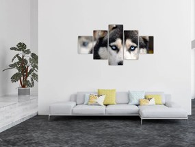 Obraz psa husky (125x70 cm)