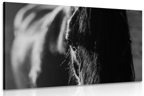 Obraz majestátní kůň v černobílém provedení - 90x60 cm