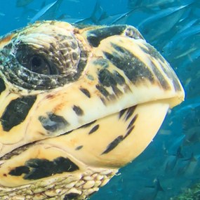 Malvis ® Tapeta mořská želva Vel. (šířka x výška): 288 x 200 cm