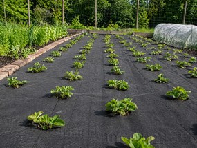 DIVODV Hustá agrovlákna 50 g, 1,5 m × 30 m, protiburinová mulčovací rolka, černá