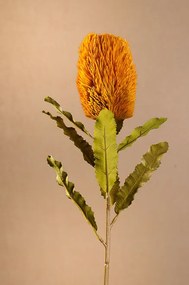 Paramit DRY BANKSIA Aranžovací květina žlutá 65 cm