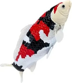 Mojo Kapr koi showa sanshoku / od 3 let