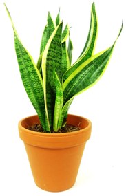 Sansevieria trifasciata Laurentii, průměr 14 cm