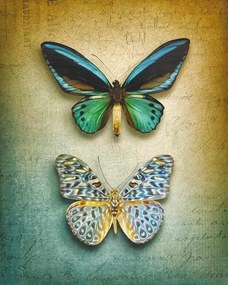 Dva motýli - 50 x 40 cm
