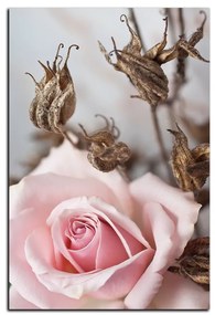 Obraz na plátně - Růže a uschlé rostliny - obdélník 7225A (100x70 cm)